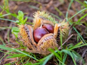 Dunstan Chestnut – Chestnut Hill Nursery
