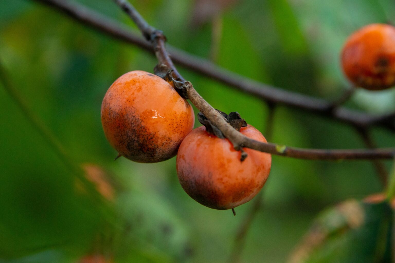 American Persimmon Seedling Tree – Chestnut Hill Nursery