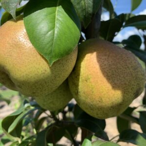 Baldwin Pear – Chestnut Hill Nursery