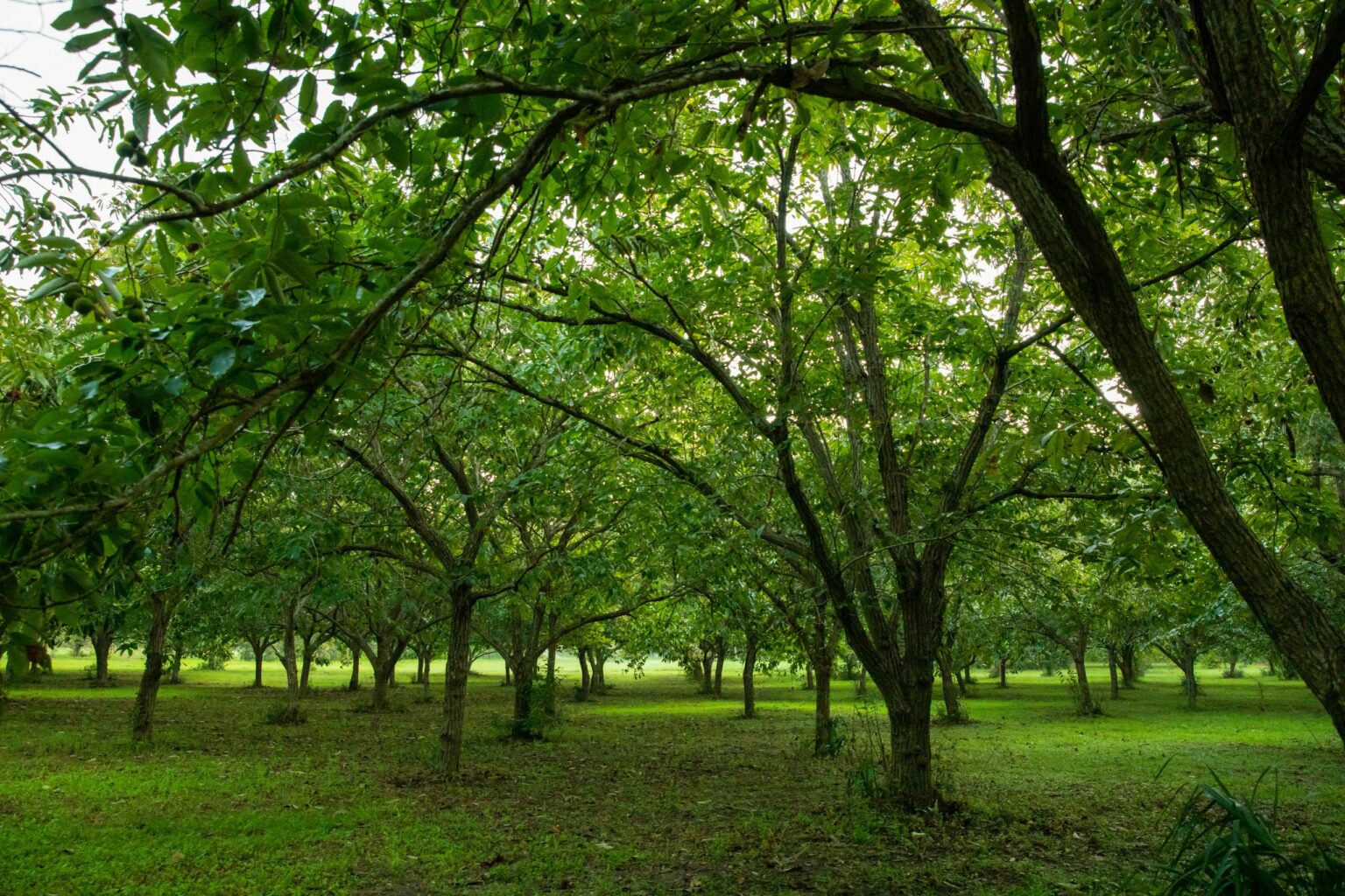 Dunstan Chestnut™ Tree – Chestnut Hill Nursery