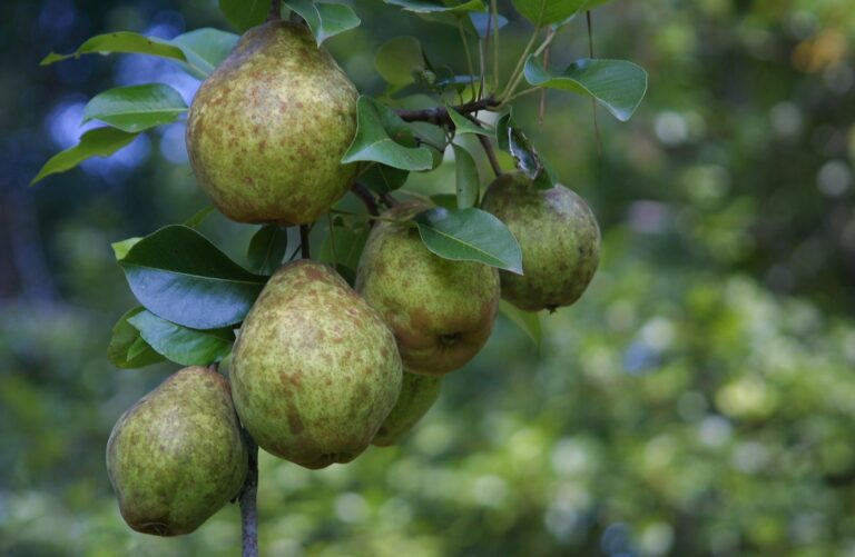 Kieffer Pear Tree – Chestnut Hill Nursery