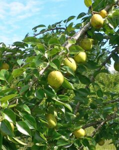 Hood Pear Tree – Chestnut Hill Nursery