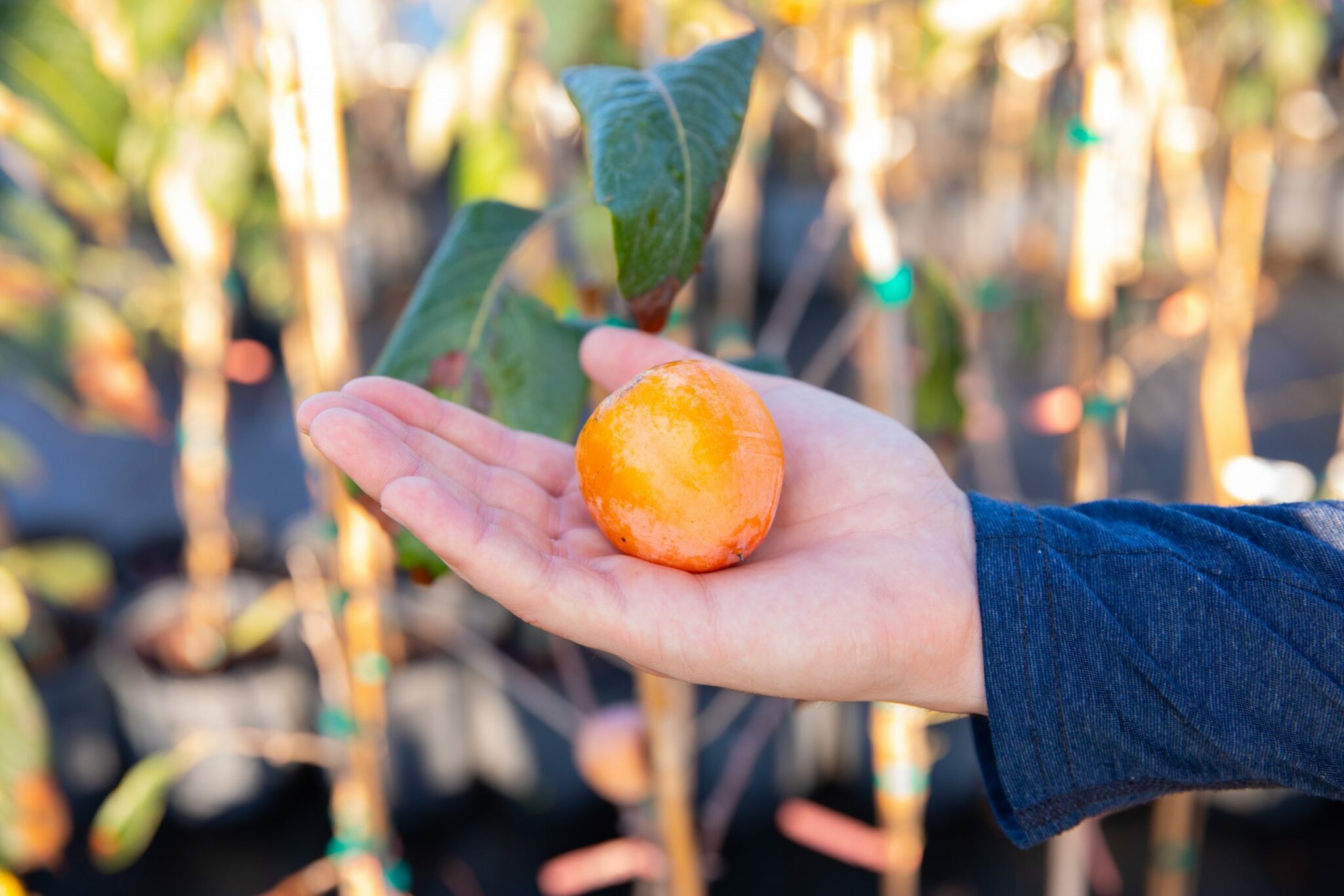 Prok Persimmon Tree (Early-Mid Drop) – Chestnut Hill Nursery