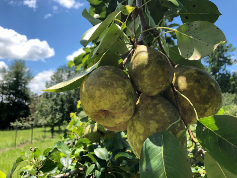 Spalding Pear Tree – Chestnut Hill Nursery