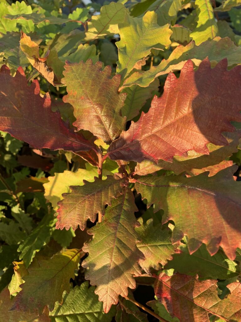 Swamp Chestnut Oak Chestnut Hill Nursery