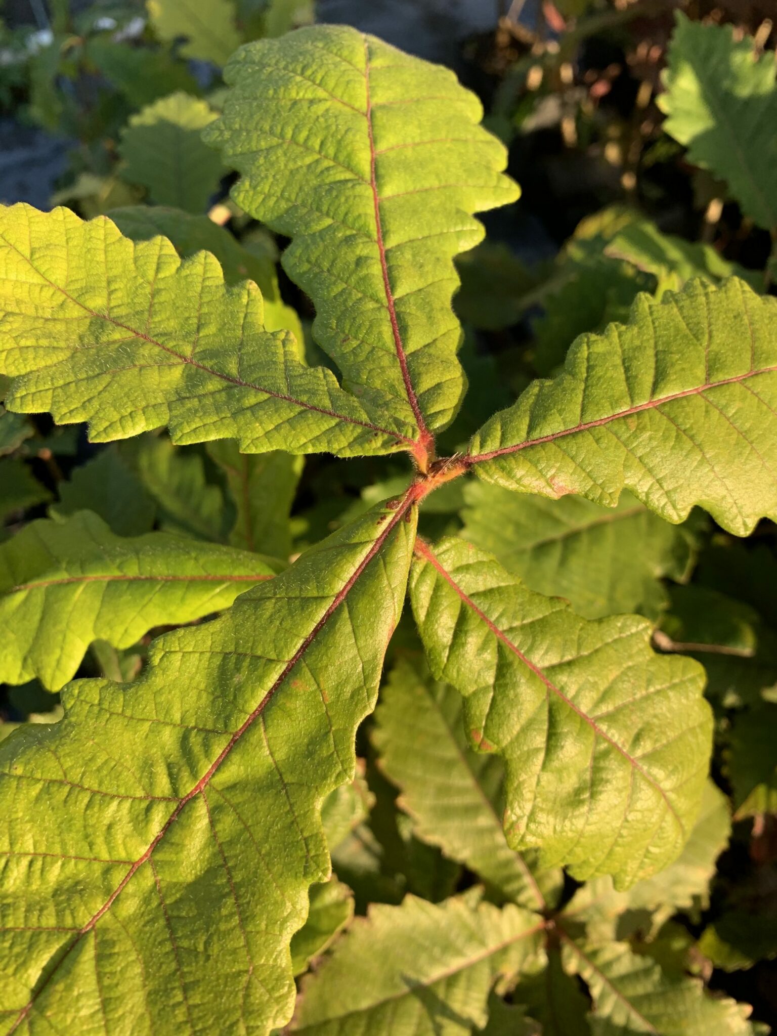 Swamp Chestnut Oak Tree – Chestnut Hill Nursery