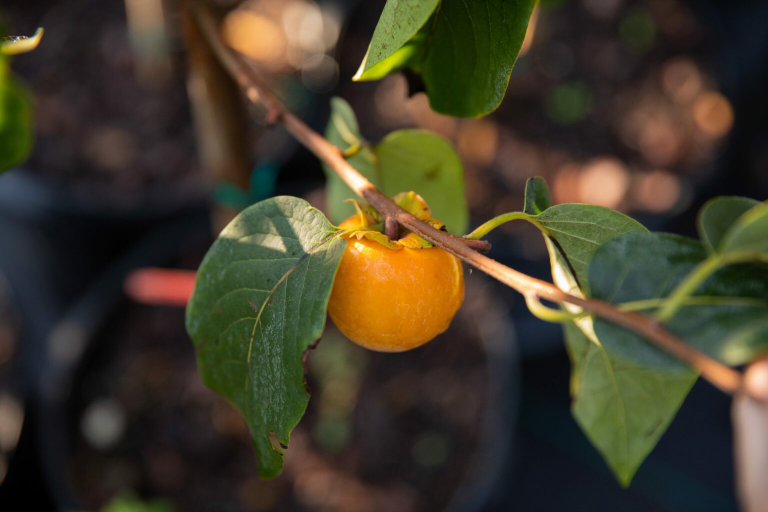 Deer Candy Persimmon Tree Collection (Early-Mid Drop) – Chestnut Hill ...