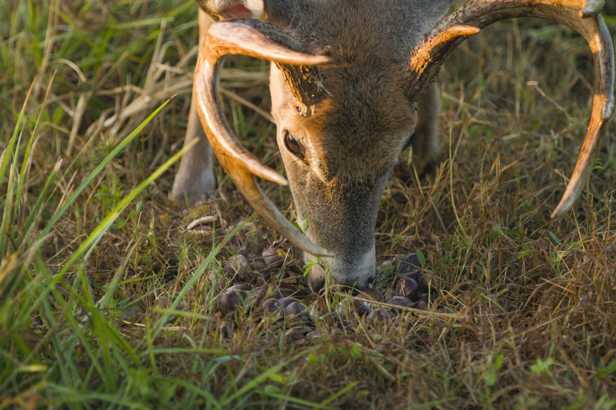Dunstan Chestnut Tree – Chestnut Hill Nursery