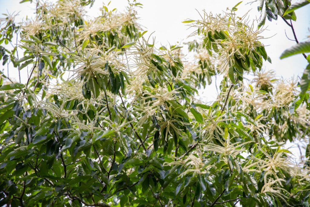 Dunstan Chestnut™ Tree – Chestnut Hill Nursery