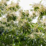 Dunstan Chestnut – Chestnut Hill Nursery