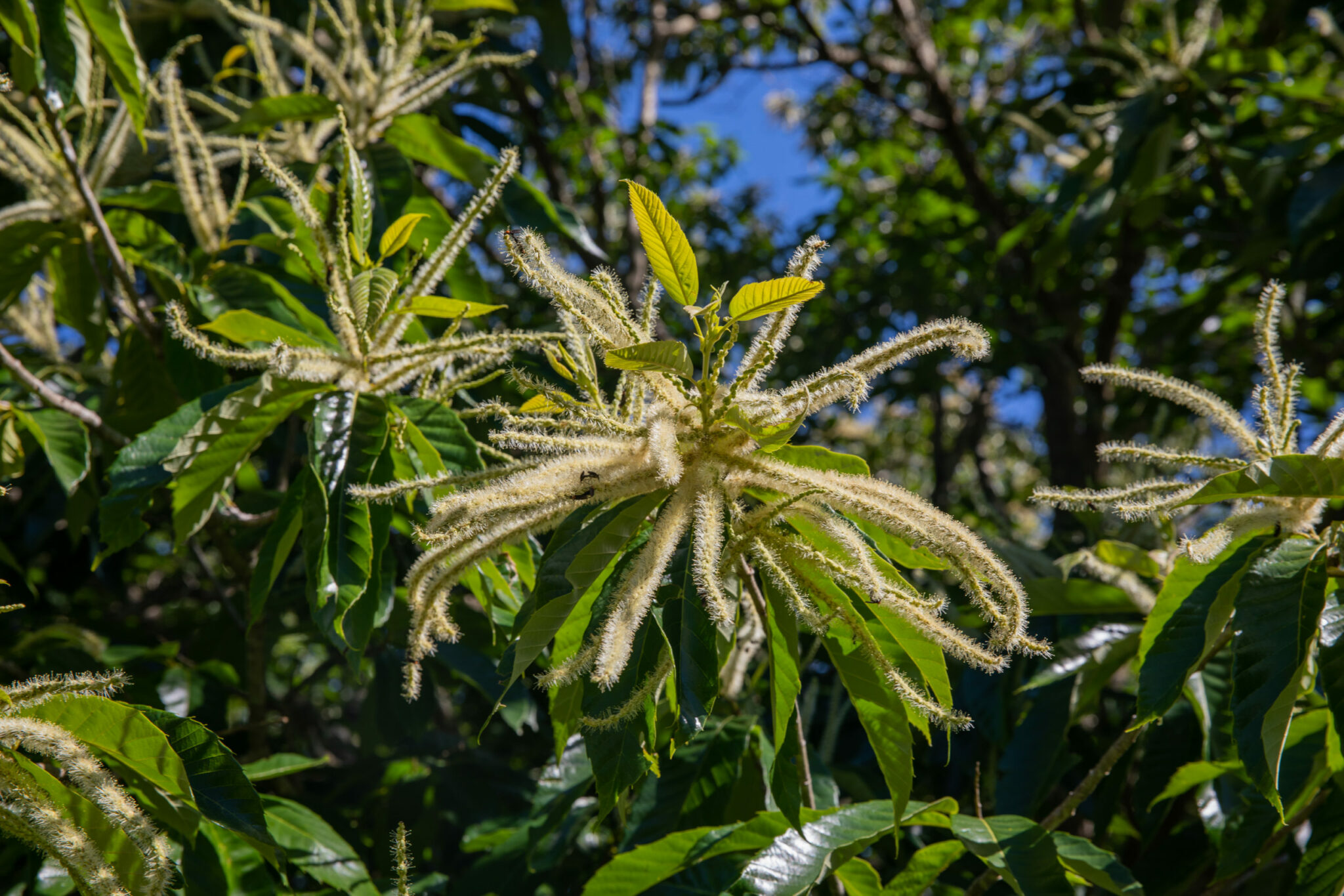 Dunstan Chestnut™ Tree – Chestnut Hill Nursery