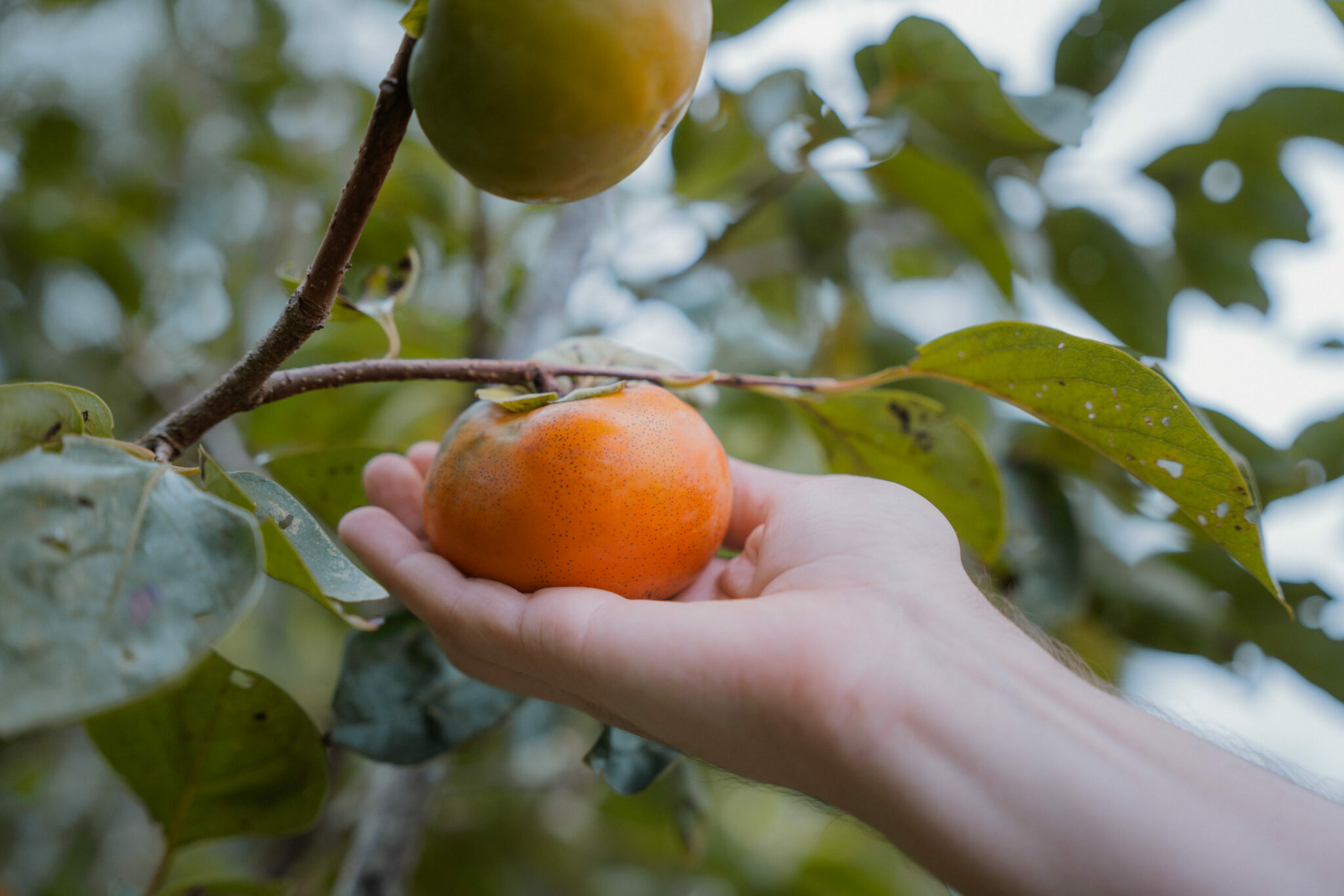 Fuyu Persimmon Tree – Chestnut Hill Nursery