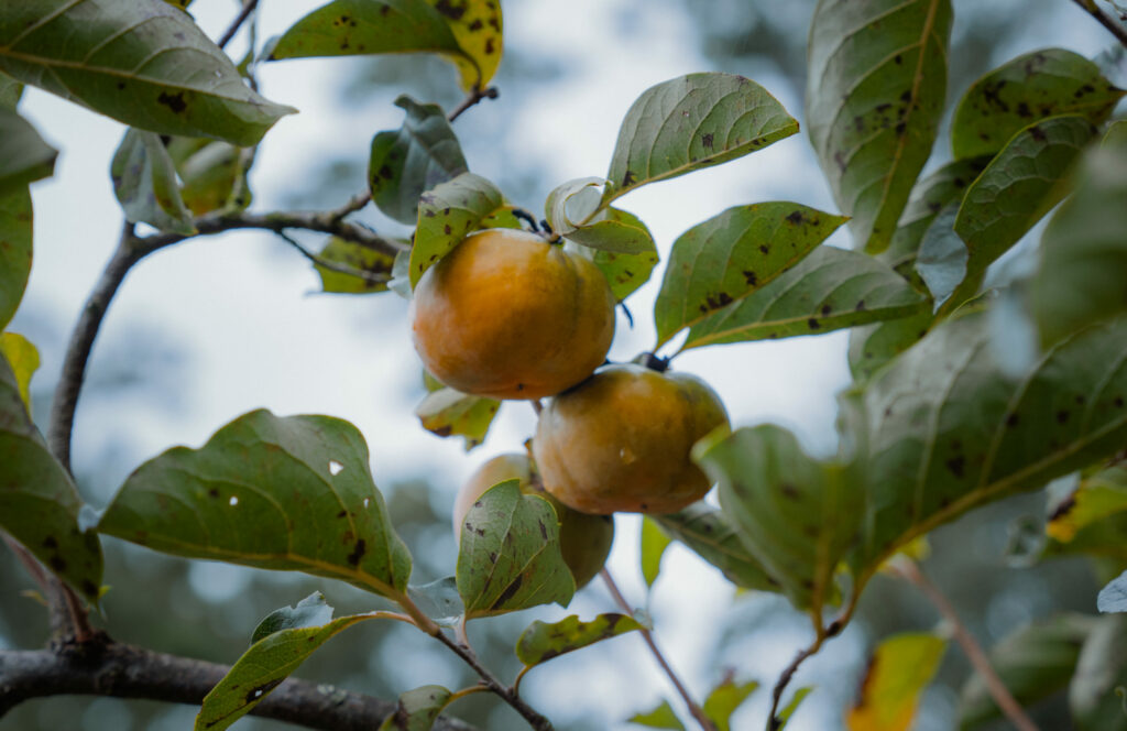 Izu Persimmon – Chestnut Hill Nursery
