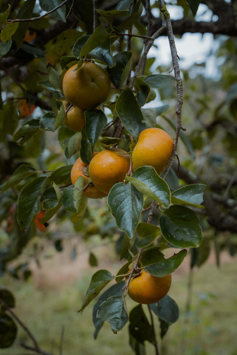 Maekawa Jiro Persimmon – Chestnut Hill Nursery