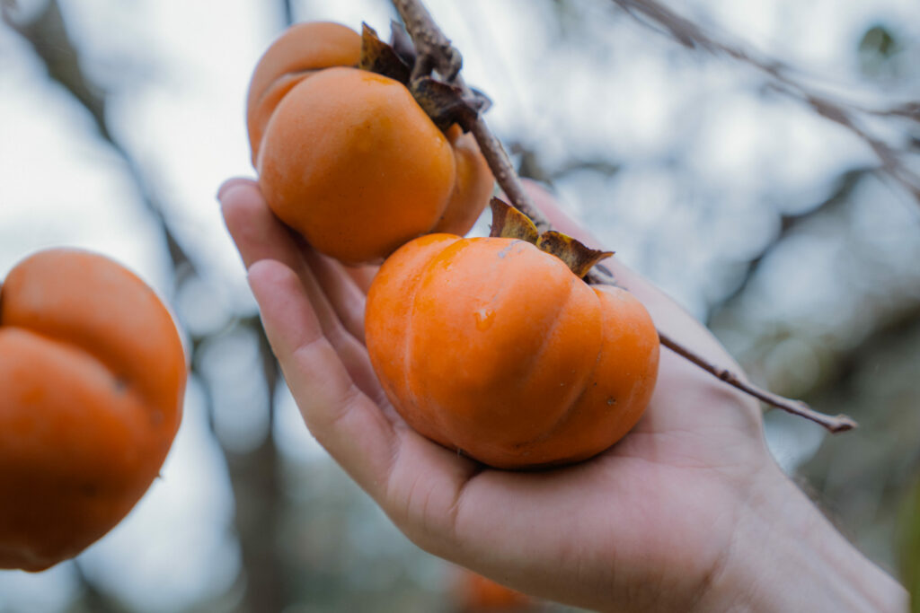 Sheng Persimmon Tree – Chestnut Hill Nursery