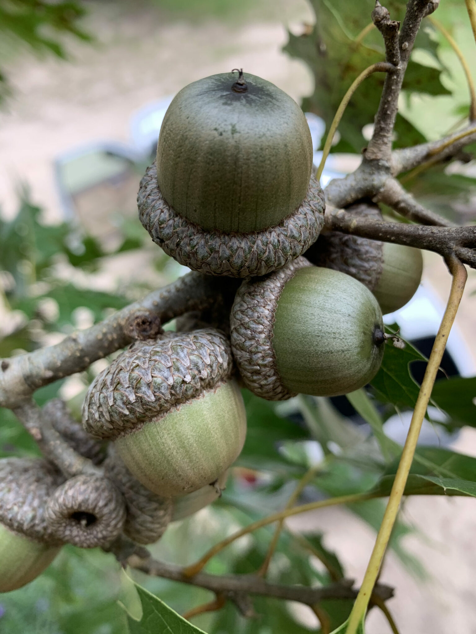 Shumard Oak Tree – Chestnut Hill Nursery