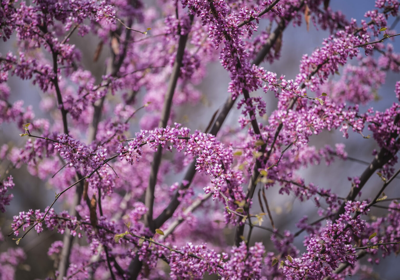 Redbud Tree – Chestnut Hill Nursery