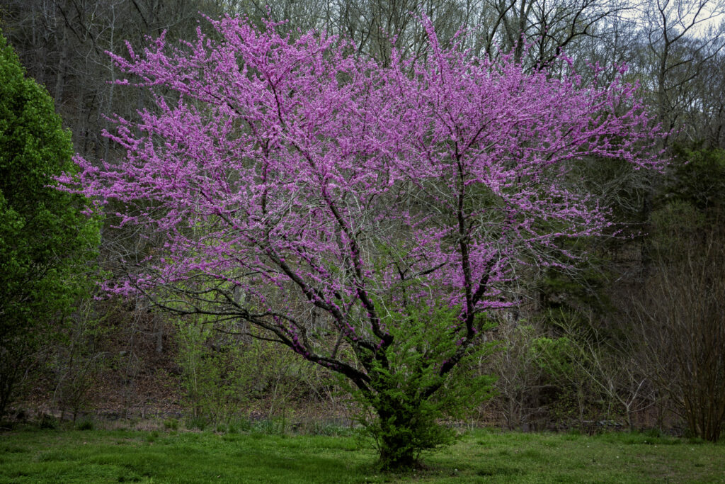 Redbud – Chestnut Hill Nursery