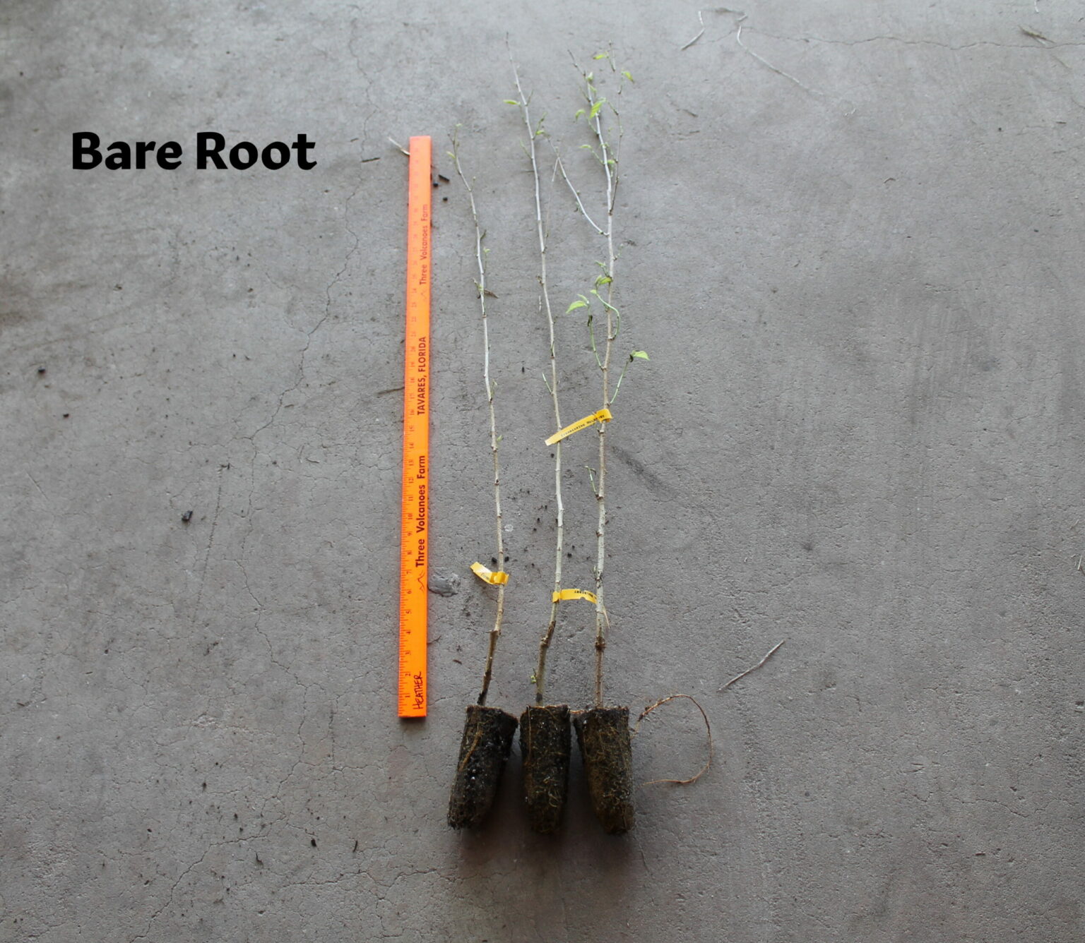 Everbearing Mulberry – Chestnut Hill Nursery