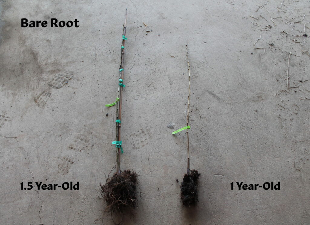 Dunstan Chestnut Tree – Chestnut Hill Nursery