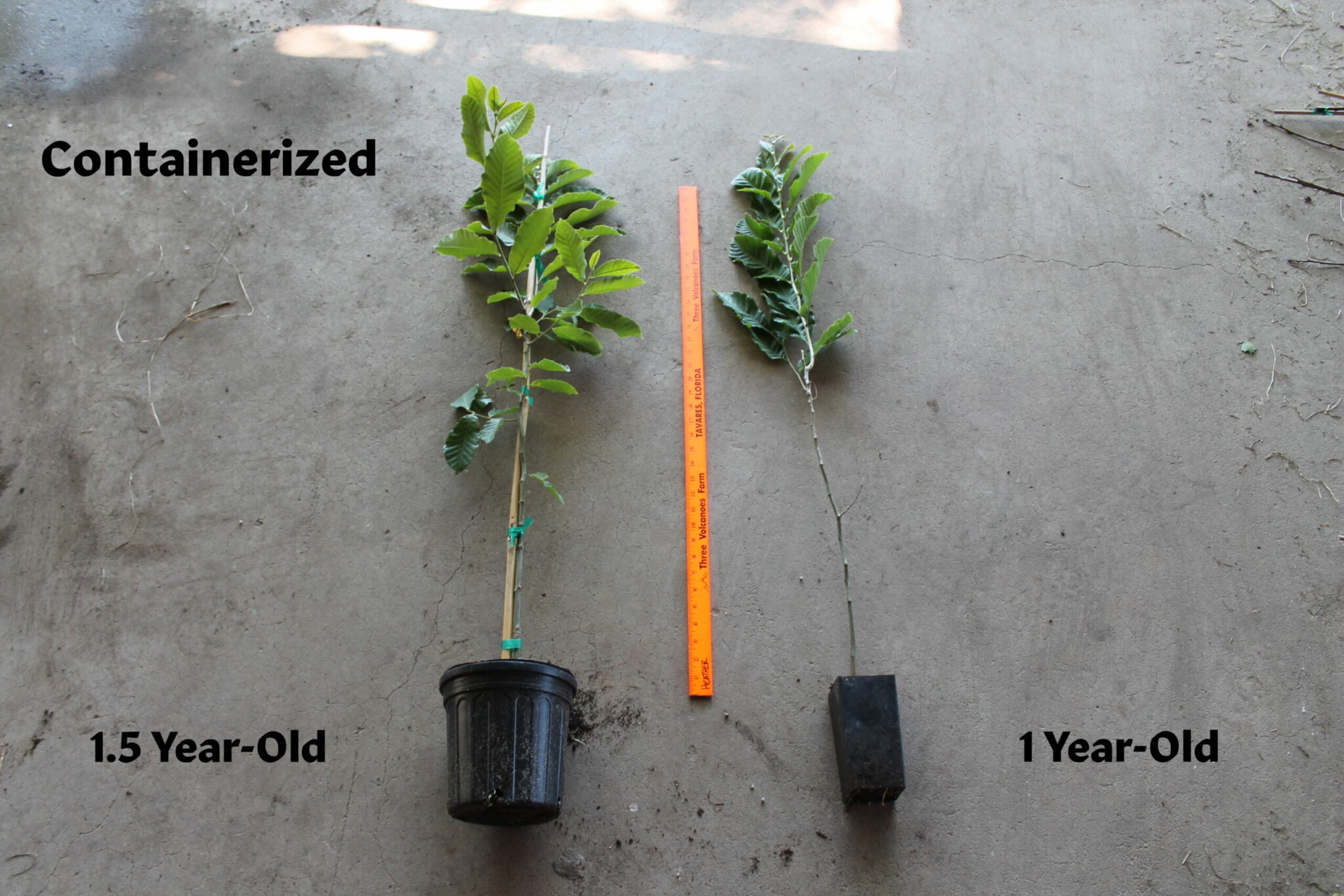 Dunstan Chestnut Tree – Chestnut Hill Nursery