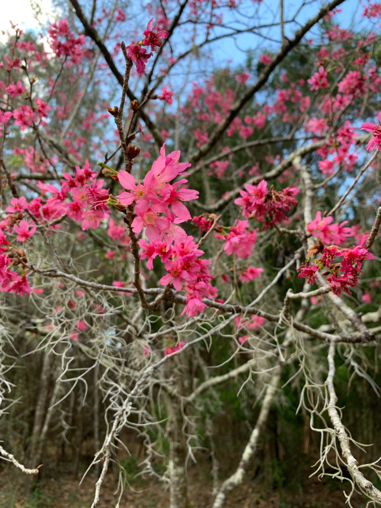 Taiwan Flowering Cherry Tree – Chestnut Hill Nursery