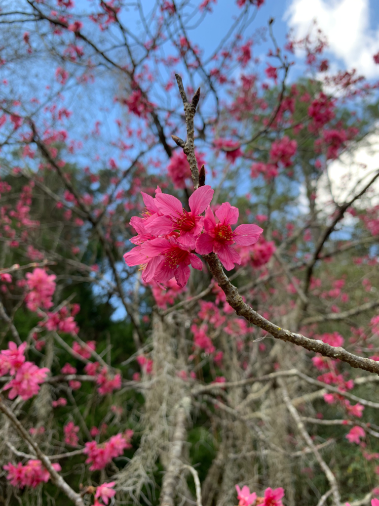 Taiwan Flowering Cherry – Chestnut Hill Nursery