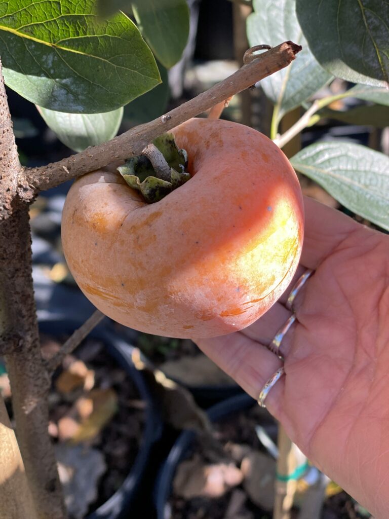 Nikita’s Gift Persimmon Tree – Chestnut Hill Nursery