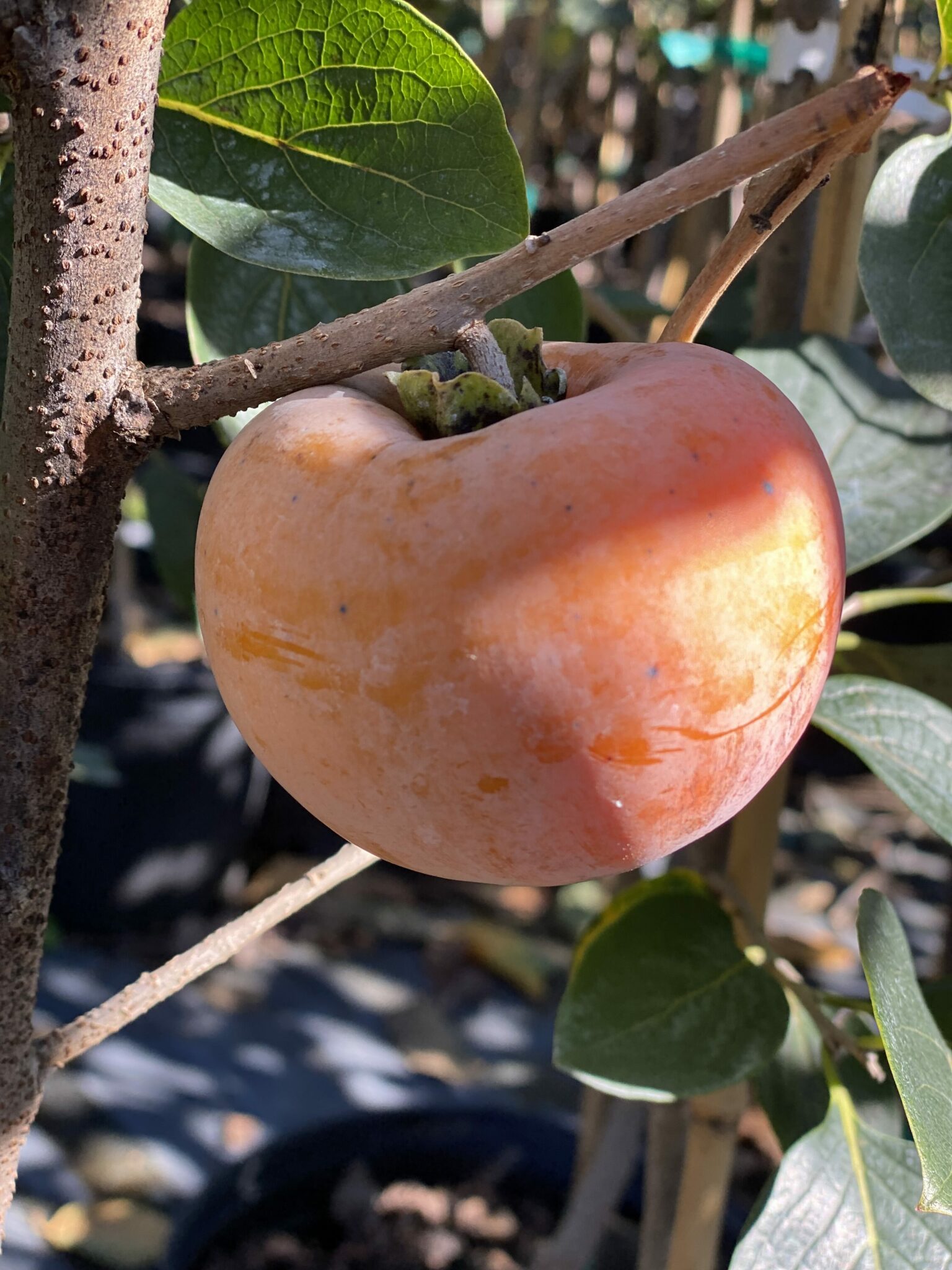 Nikita’s Gift Persimmon Tree – Chestnut Hill Nursery