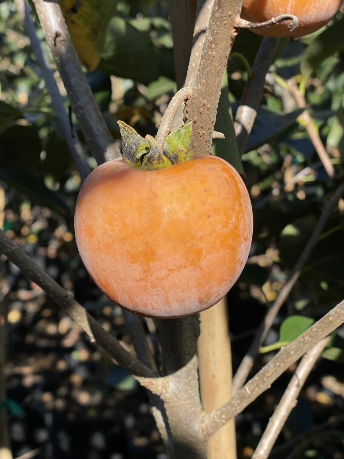 Nikita’s Gift Persimmon Tree – Chestnut Hill Nursery