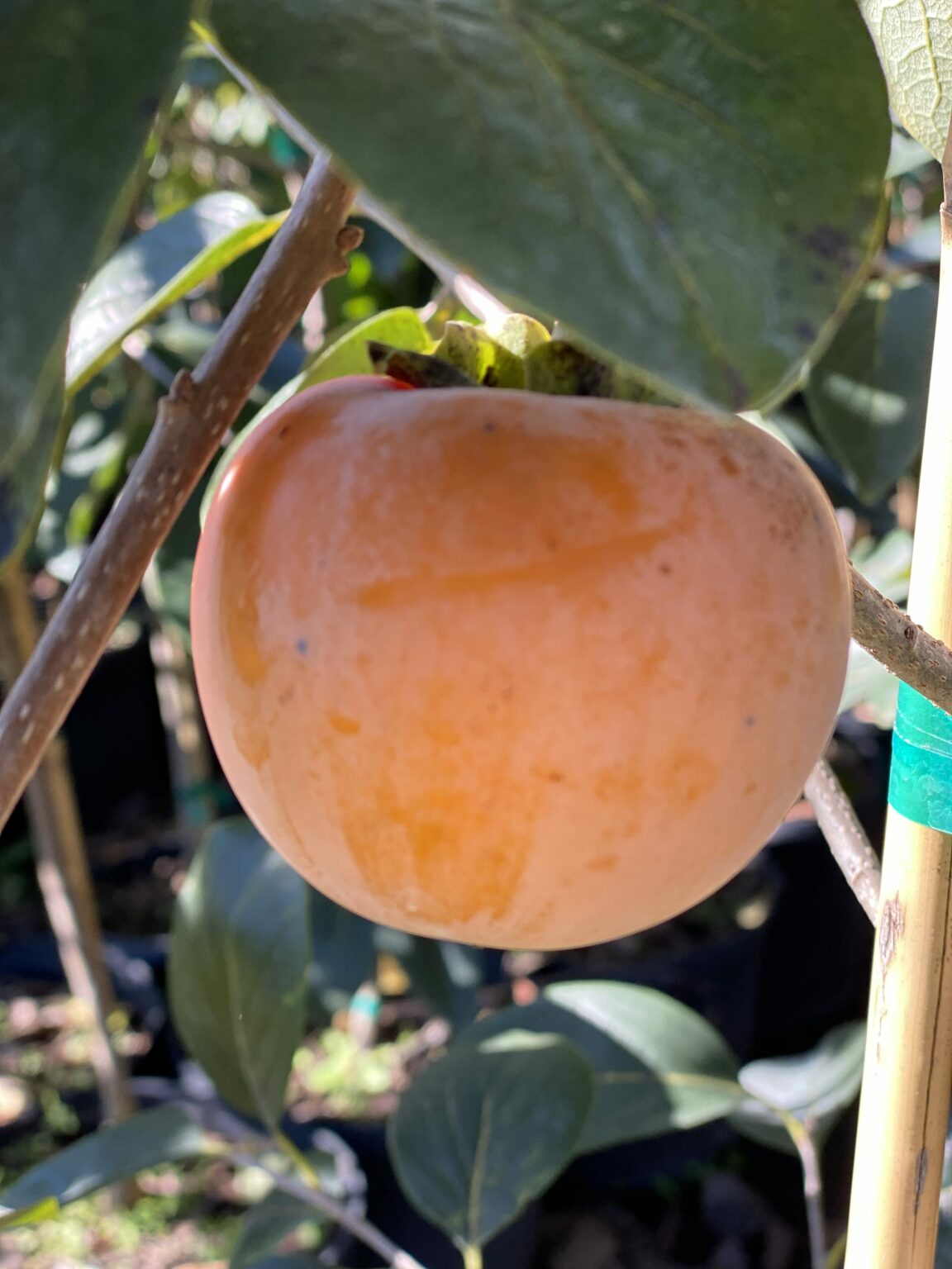Nikita’s Gift Persimmon Tree – Chestnut Hill Nursery