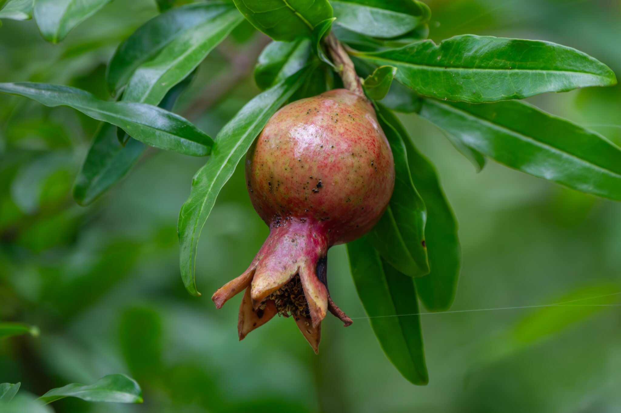 Salavatski Pomegranate Tree – Chestnut Hill Nursery