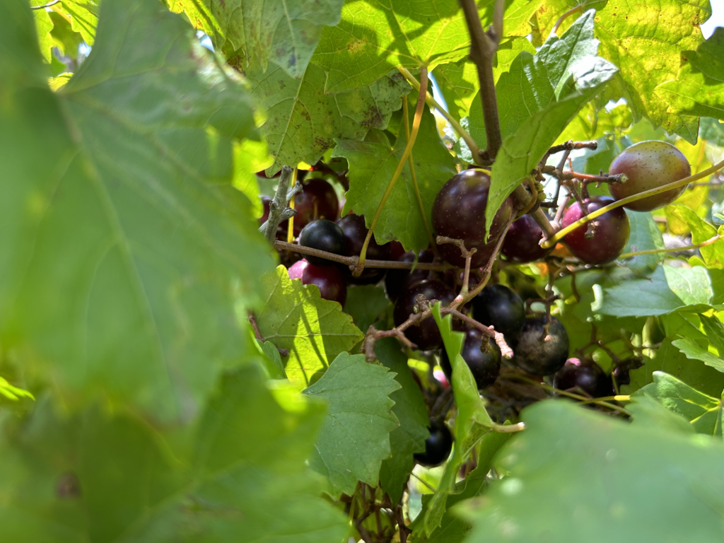 Alachua Muscadine – Chestnut Hill Nursery
