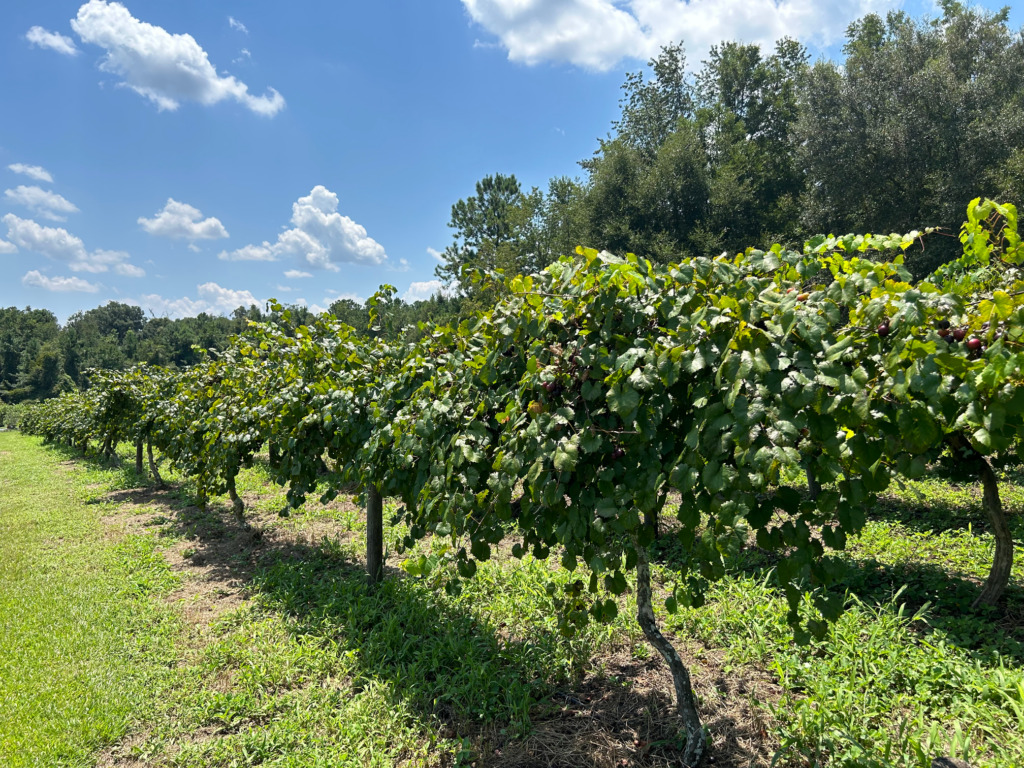 Alachua Muscadine Grape Vine – Chestnut Hill Nursery