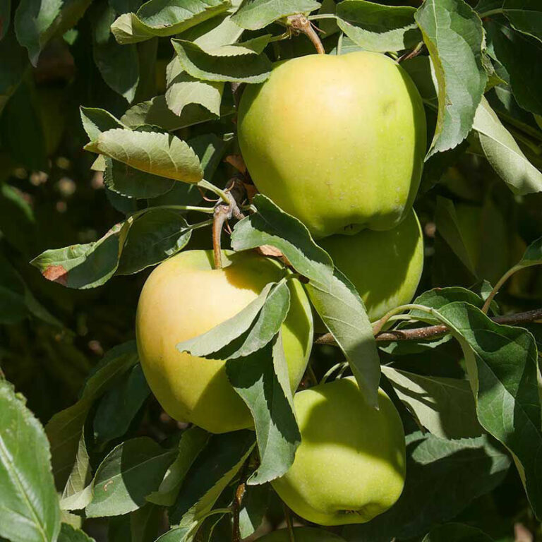 Yellow Delicious Apple Tree – Chestnut Hill Nursery