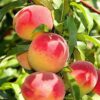 Elberta Peach Tree – Chestnut Hill Nursery