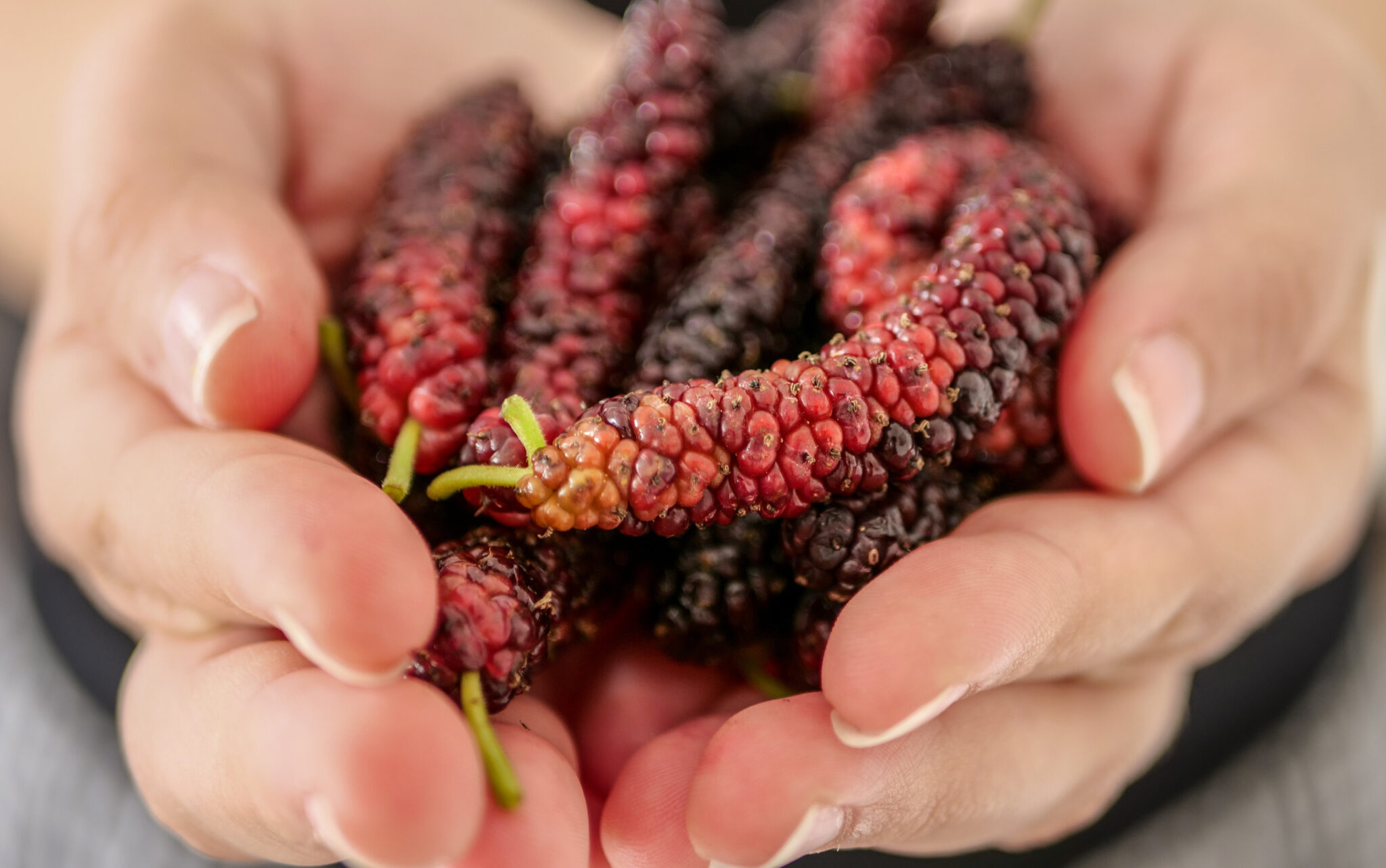 Pakistan Mulberry Tree – Chestnut Hill Nursery