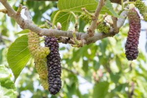 Pakistan Mulberry Tree – Chestnut Hill Nursery