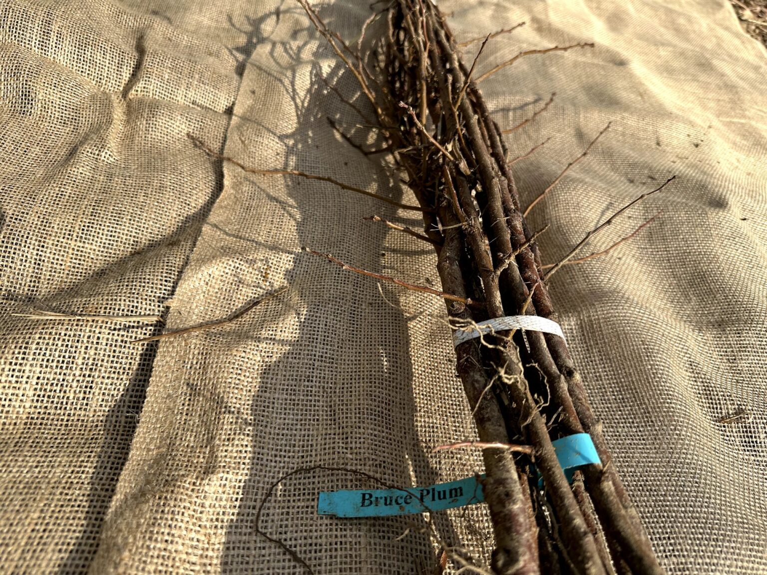 Bruce Plum Tree – Chestnut Hill Nursery