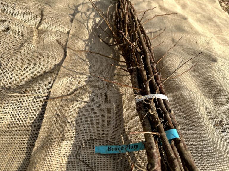 Bruce Plum Tree – Chestnut Hill Nursery