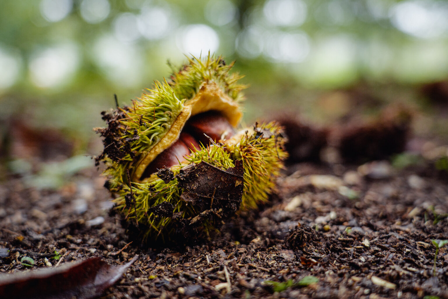 Dunstan Chestnut Tree – Chestnut Hill Nursery