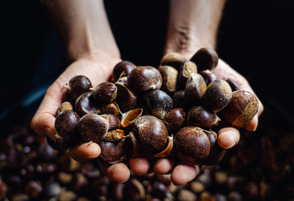 Dunstan Chestnut Tree – Chestnut Hill Nursery