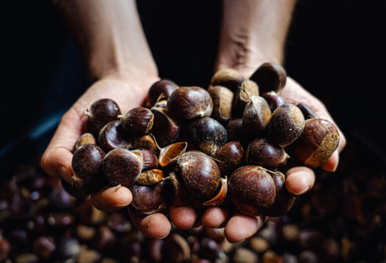 Dunstan Chestnut Tree – Chestnut Hill Nursery