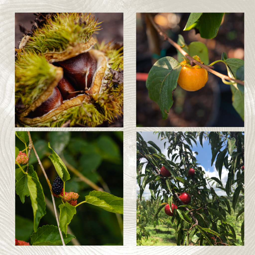 Fruit Tree Bundle with Dunstan Chestnuts – Orchard Starter Mix ...