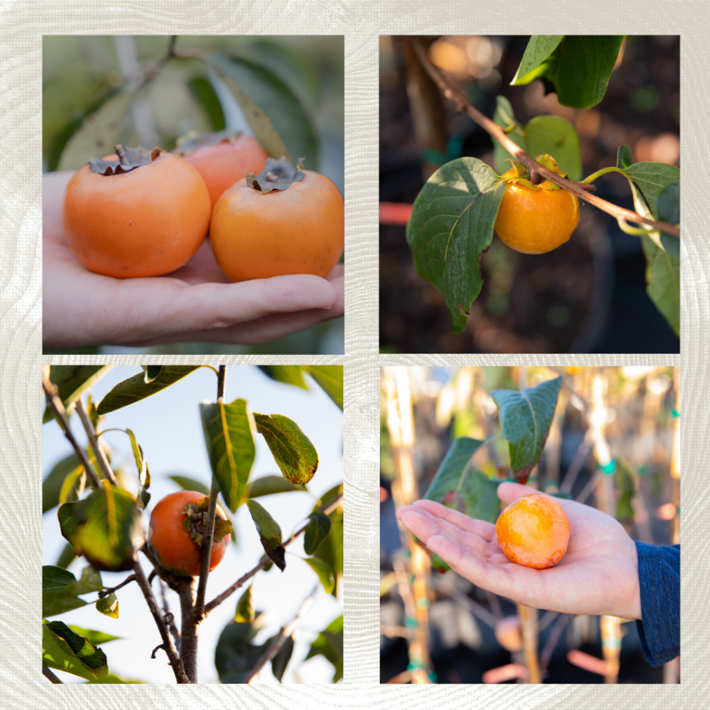 Persimmon Trees – Chestnut Hill Nursery