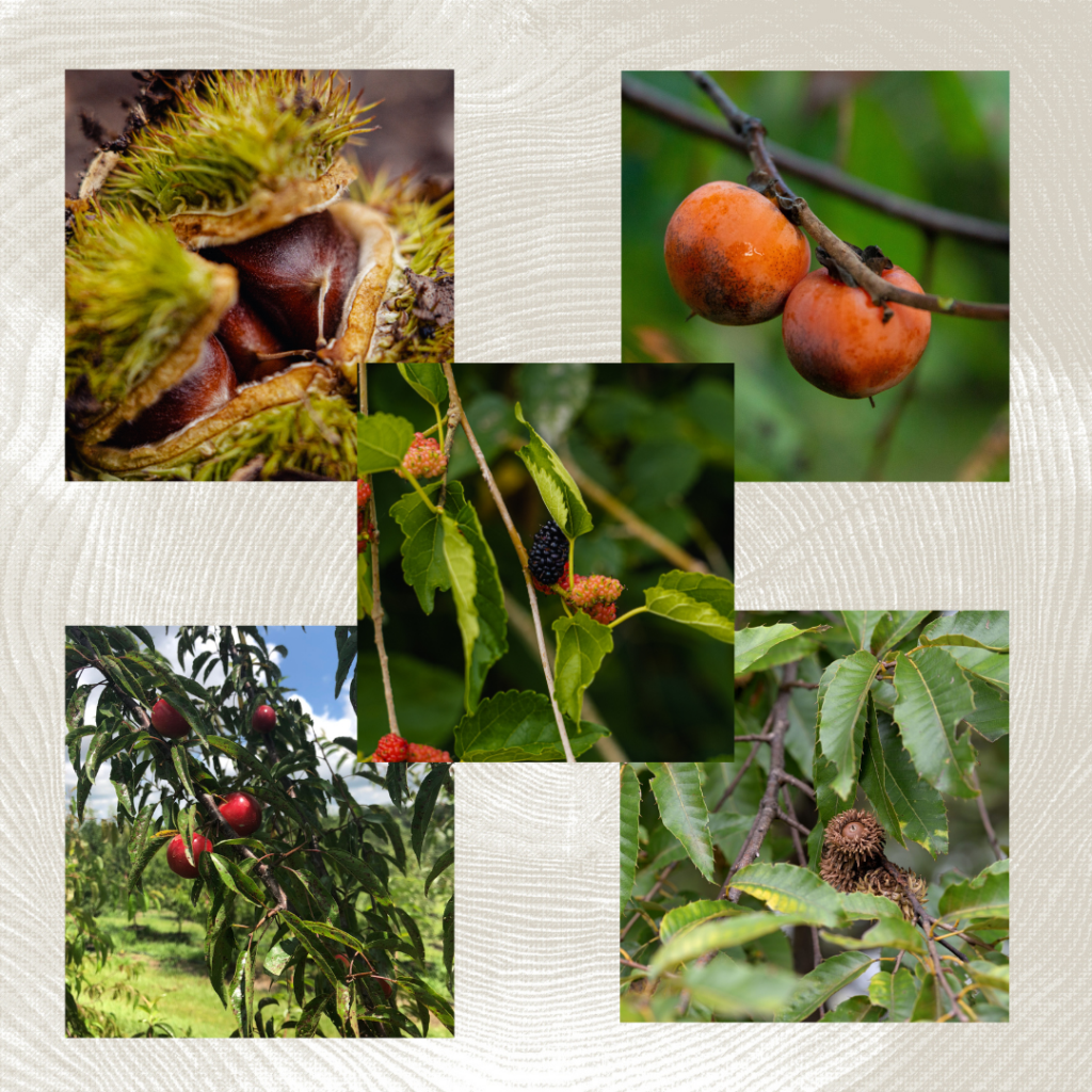 Tree Packages – Chestnut Hill Nursery