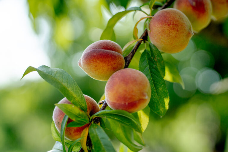 Florida Prince Peach Tree (Flordaprince) Low Chill – Chestnut Hill Nursery