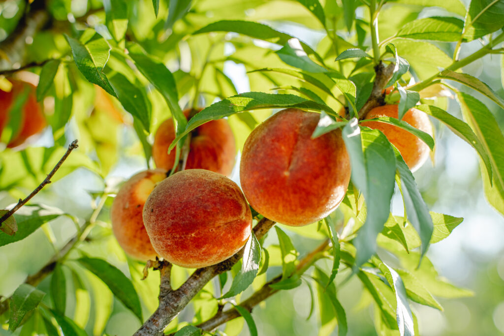 Tropic Beauty Peach Tree Low Chill – Chestnut Hill Nursery