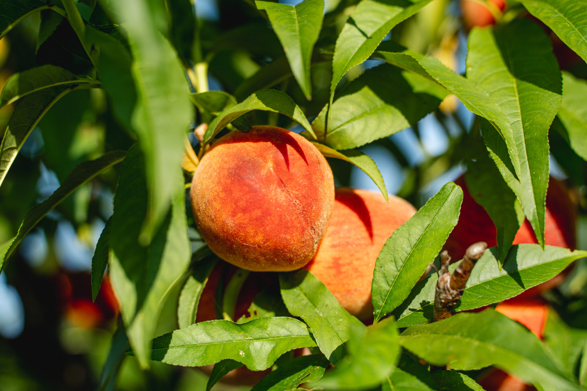 Tropic Beauty Peach Tree Low Chill – Chestnut Hill Nursery
