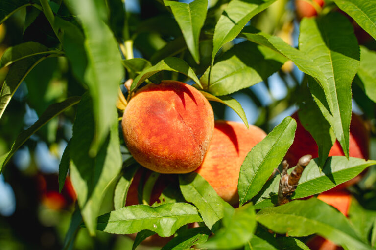 Tropic Beauty Peach Tree Low Chill – Chestnut Hill Nursery